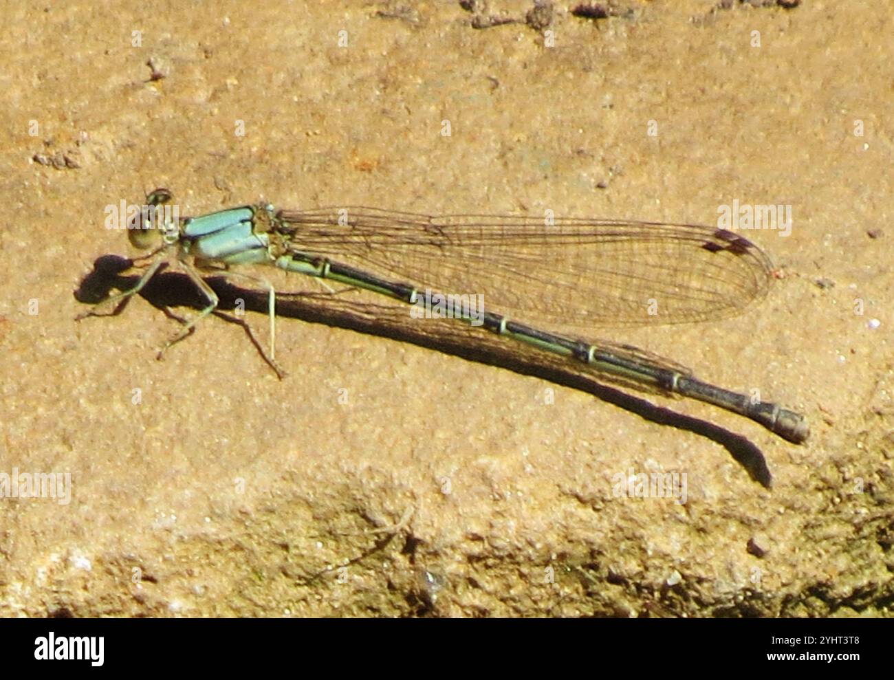 Blue-fronted Dancer (Argia apicalis Stock Photo - Alamy