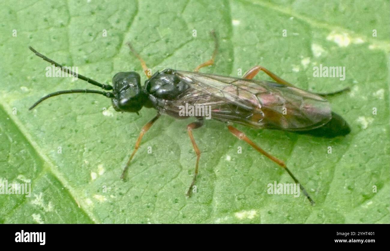 Calceatus hi-res stock photography and images - Alamy