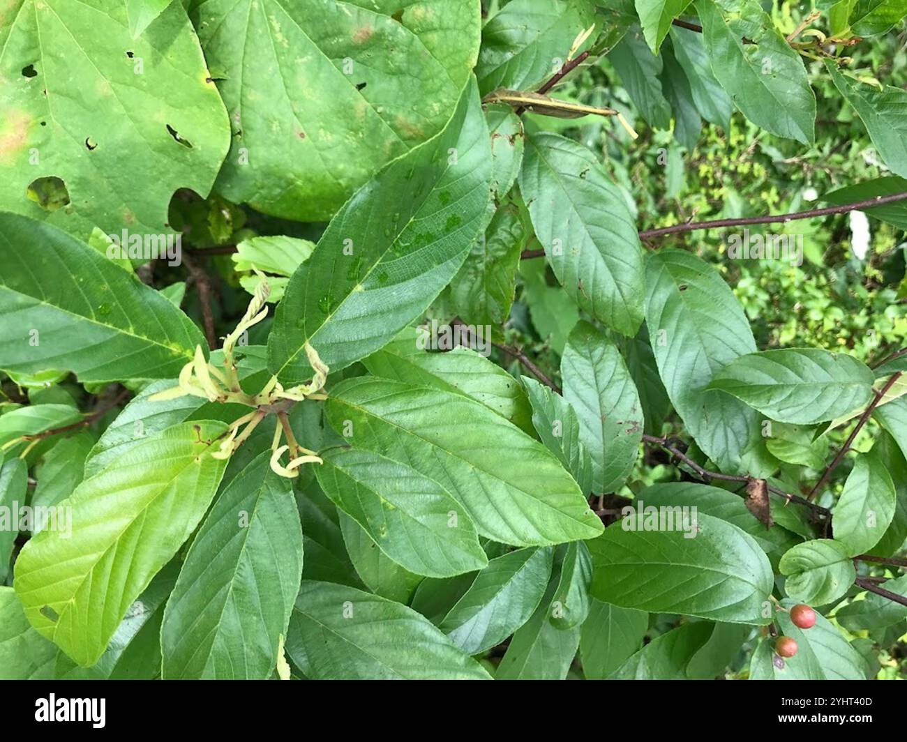autumn olive (Elaeagnus umbellata Stock Photo - Alamy