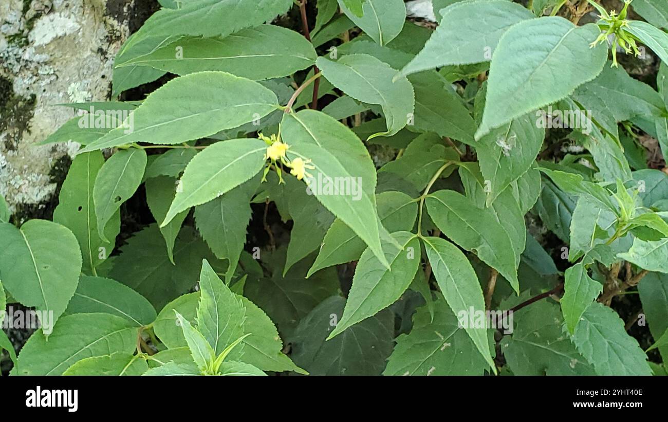 northern bush honeysuckle (Diervilla lonicera Stock Photo - Alamy