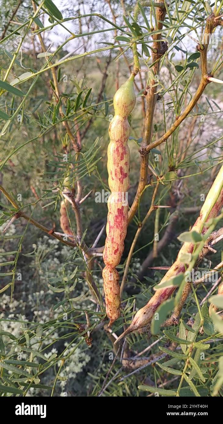 honey mesquite (Neltuma glandulosa Stock Photo - Alamy