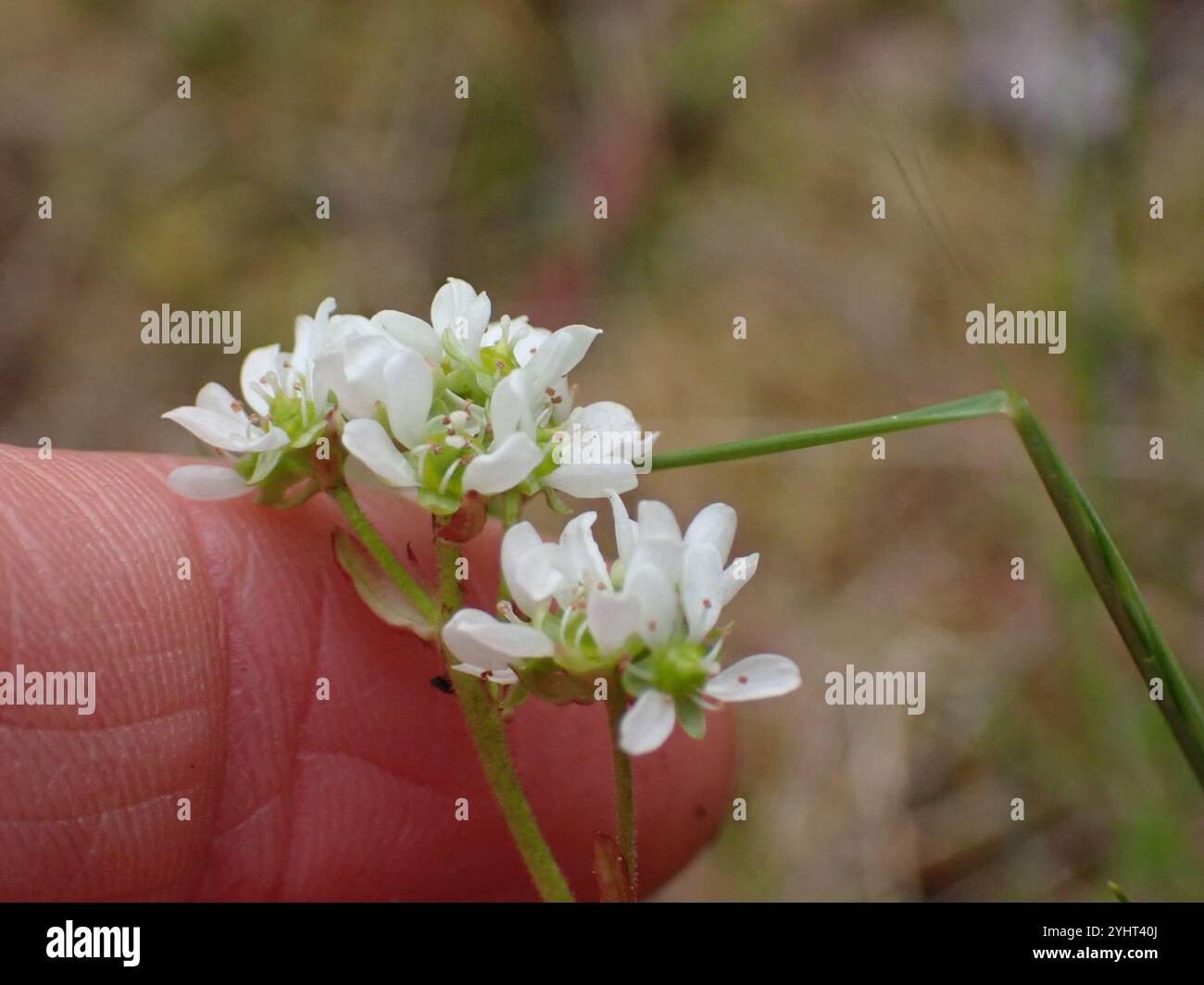 Wholeleaf Saxifrage Micranthes Integrifolia Stock Photo Alamy