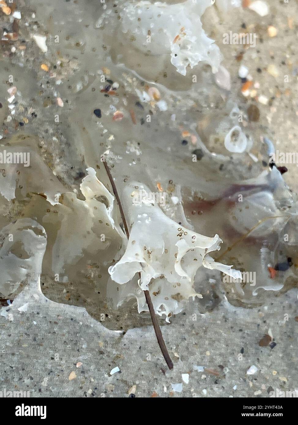 slime molds (Mycetozoa Stock Photo - Alamy