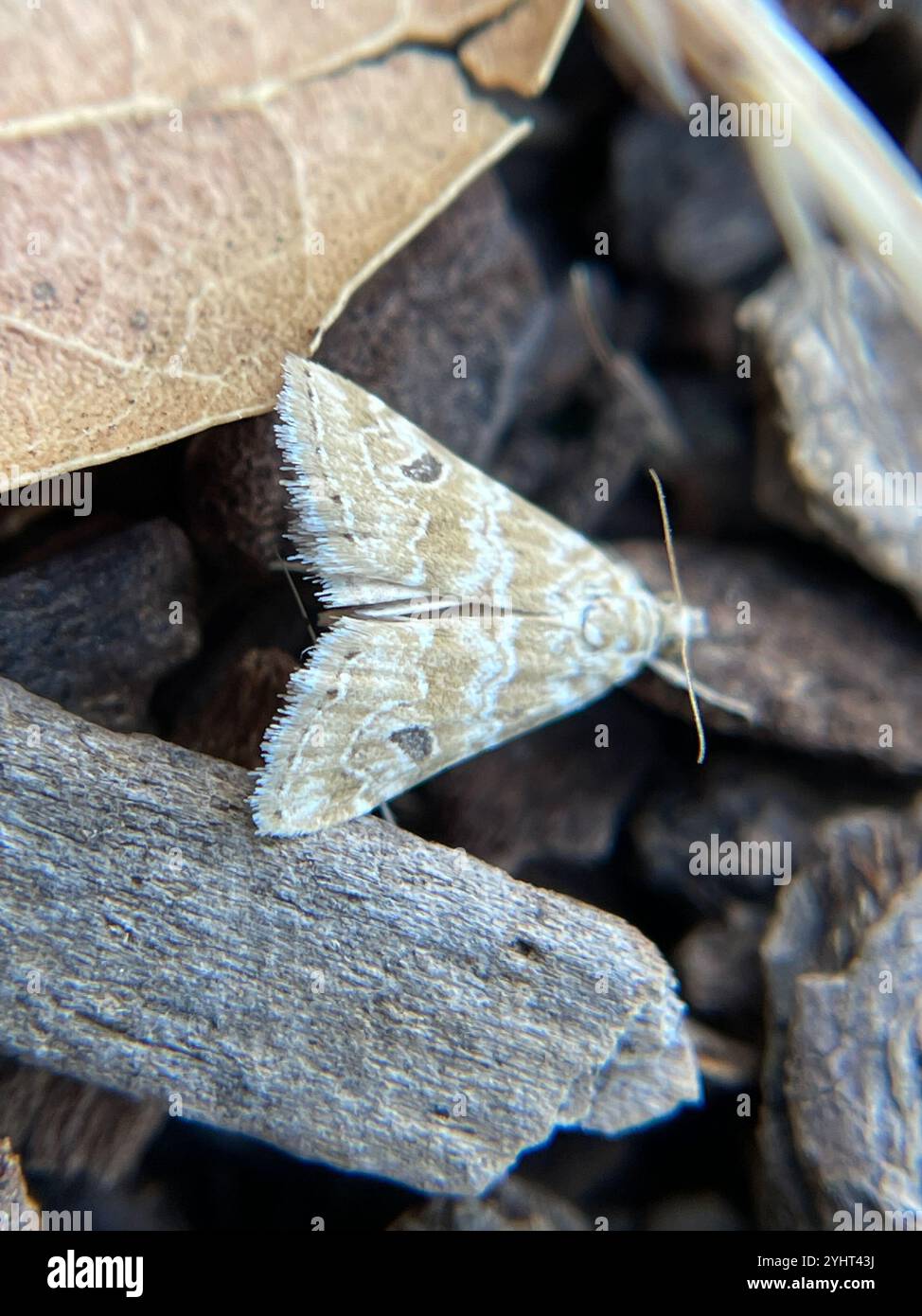 Cabbage webworm hi-res stock photography and images - Alamy