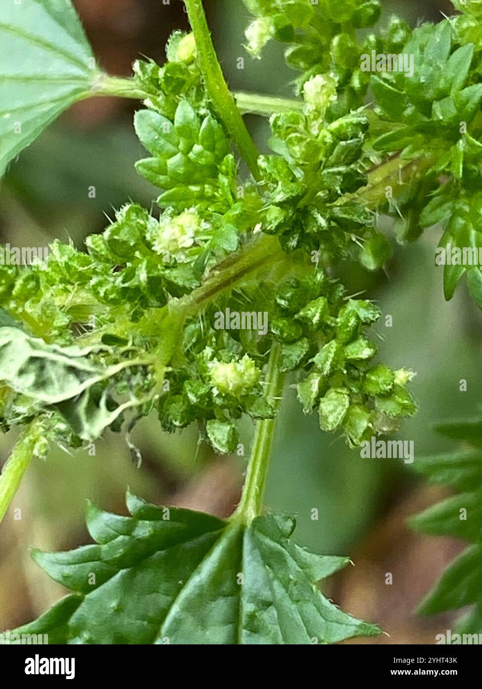 Dwarf Nettle (Urtica urens Stock Photo - Alamy