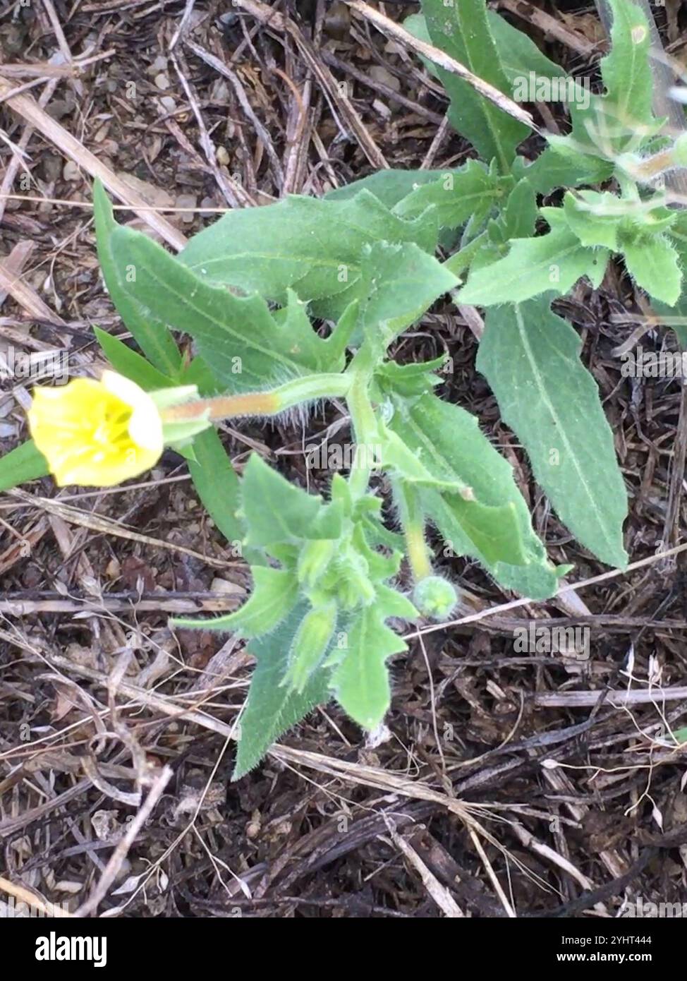 cutleaf evening primrose (Oenothera laciniata Stock Photo - Alamy