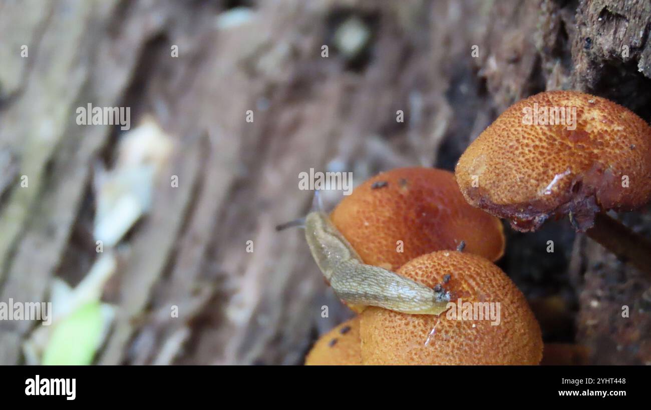 Western Dusky Slug (Arion subfuscus Stock Photo - Alamy