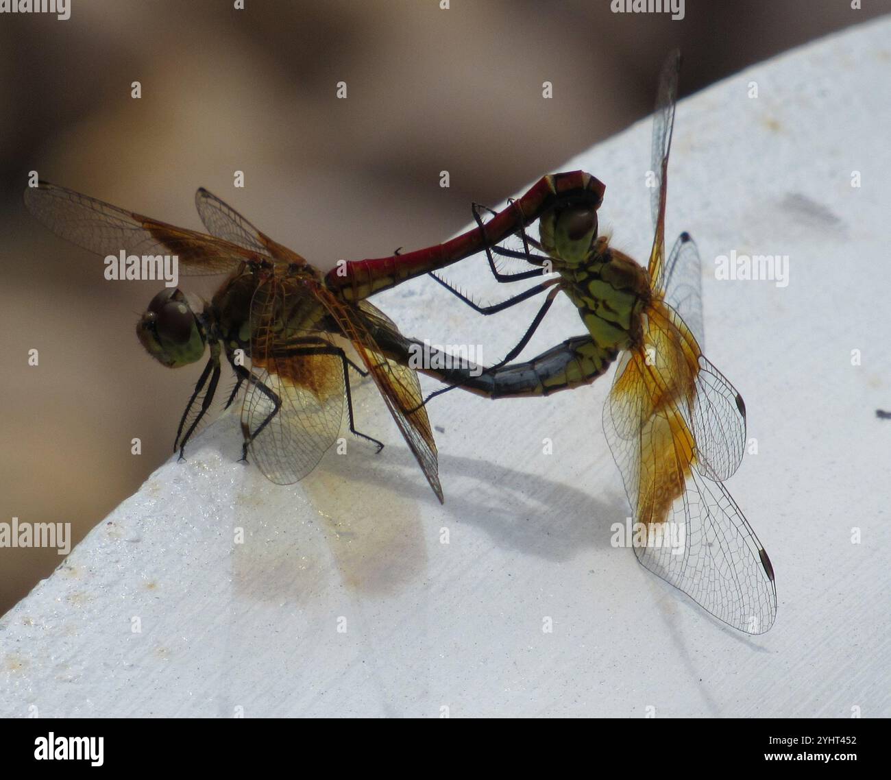 Band winged meadowhawk hi-res stock photography and images - Alamy