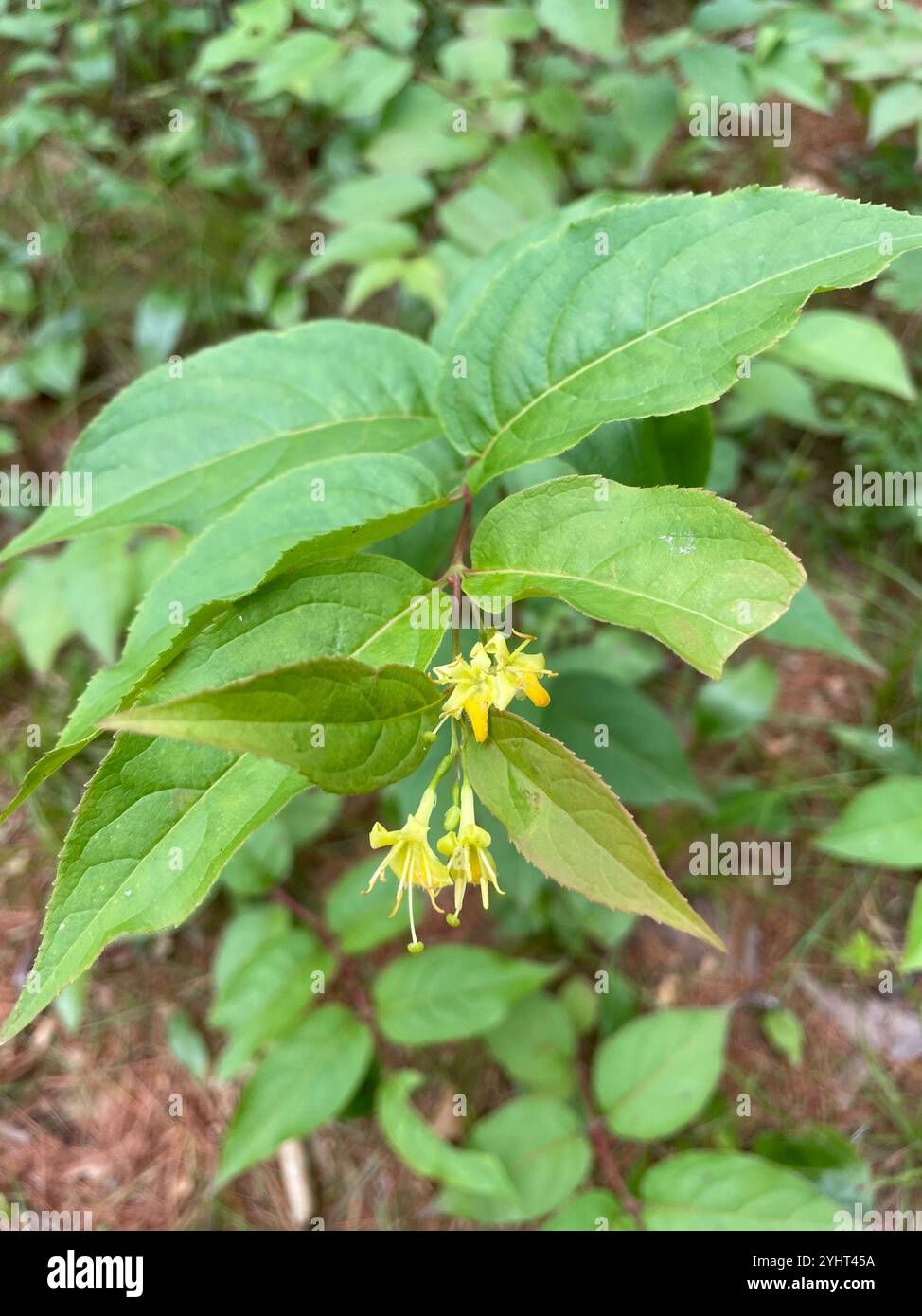 northern bush honeysuckle (Diervilla lonicera Stock Photo - Alamy