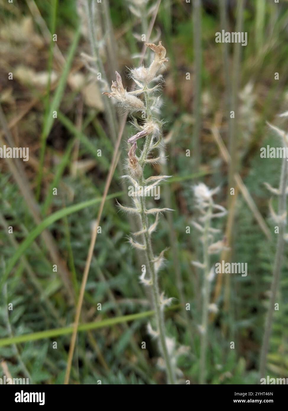 Showy Locoweed (Oxytropis splendens Stock Photo - Alamy