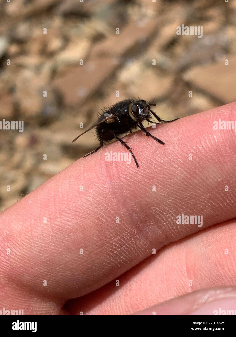 Archytas hi-res stock photography and images - Alamy