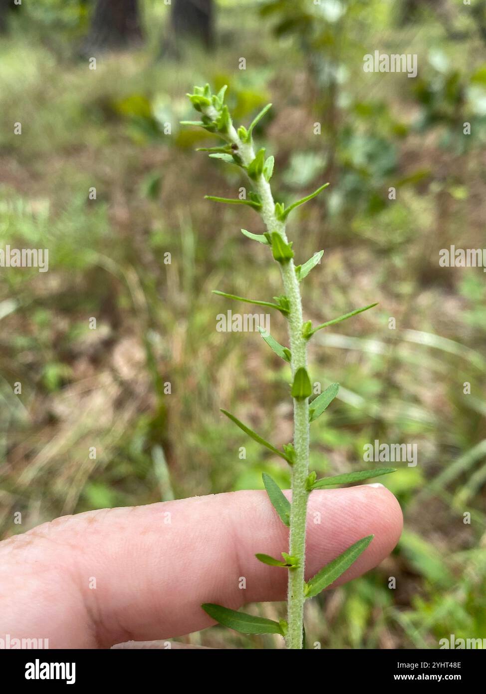 Appalachian blazing star hi-res stock photography and images - Alamy