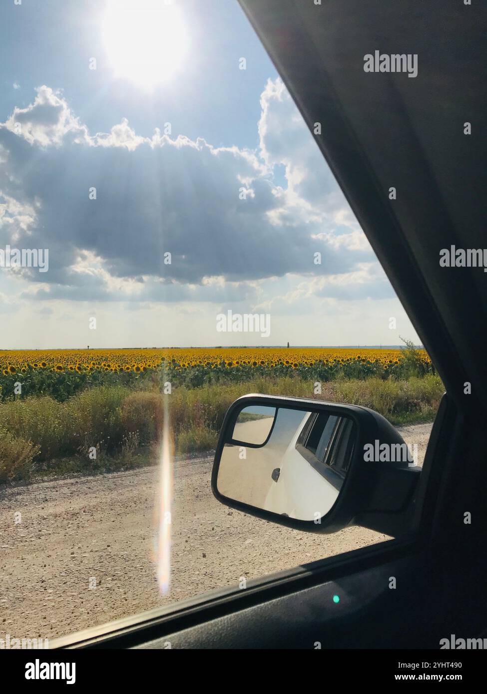 Sunlight beams over a vast sunflower field, seen through a car window ...