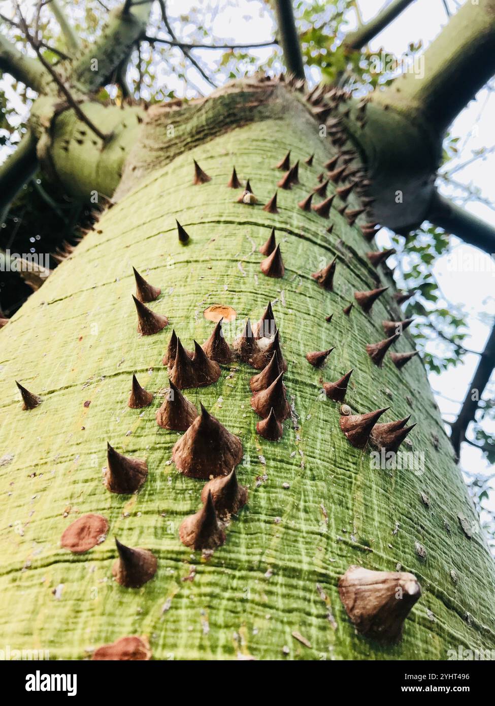 Sharp thorns create hi-res stock photography and images - Alamy