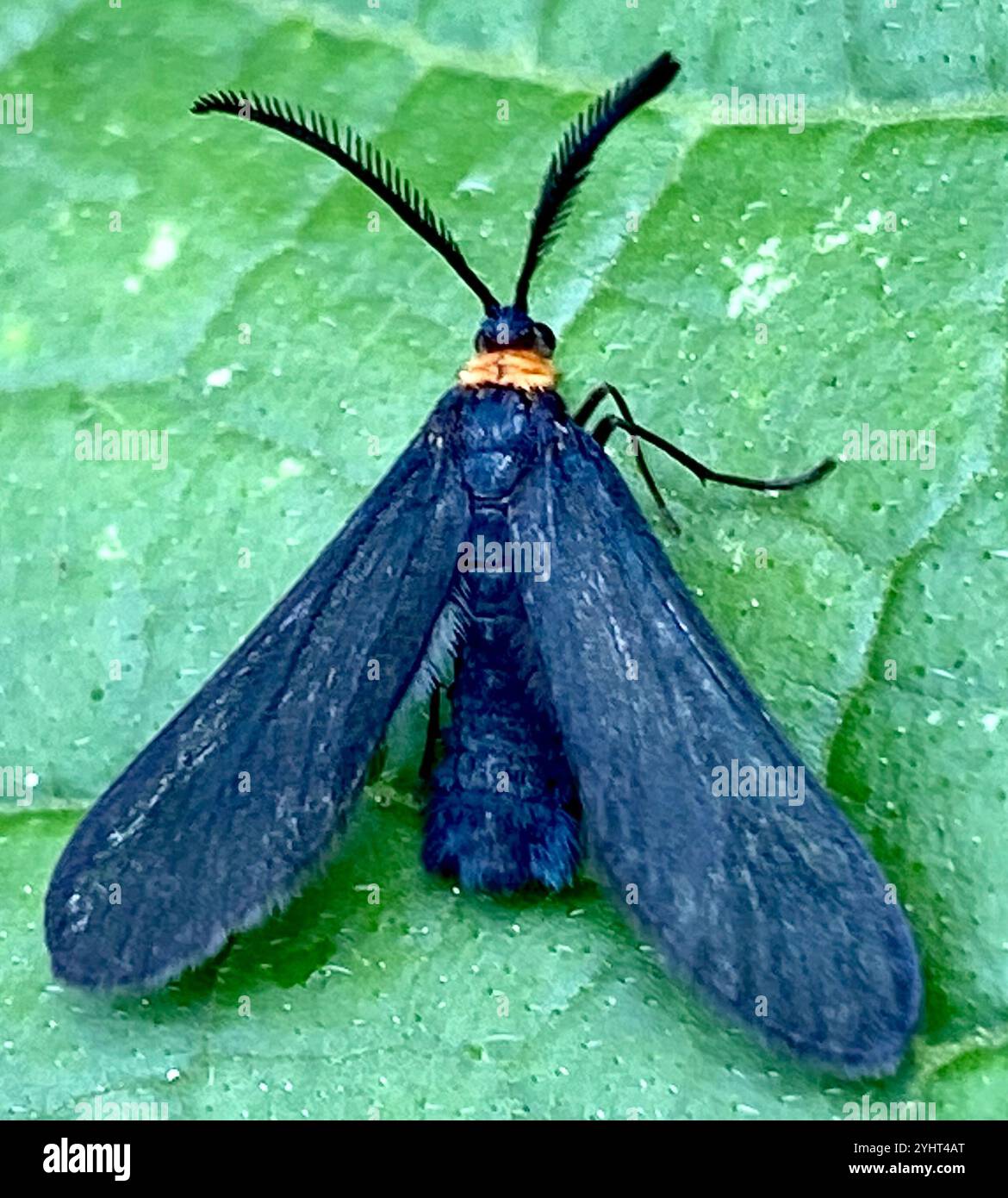 Skeletonizer hi-res stock photography and images - Alamy