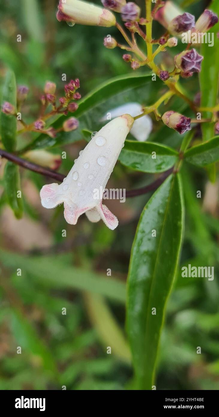 wonga vine (Pandorea pandorana Stock Photo - Alamy
