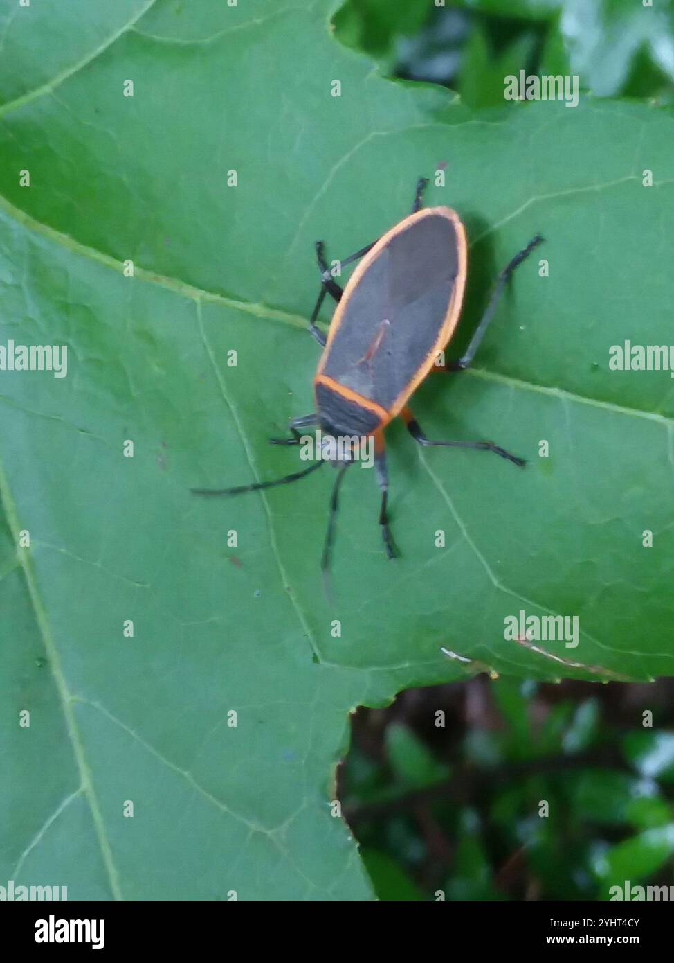 Eastern Bordered Plant Bug (Largus succinctus Stock Photo - Alamy