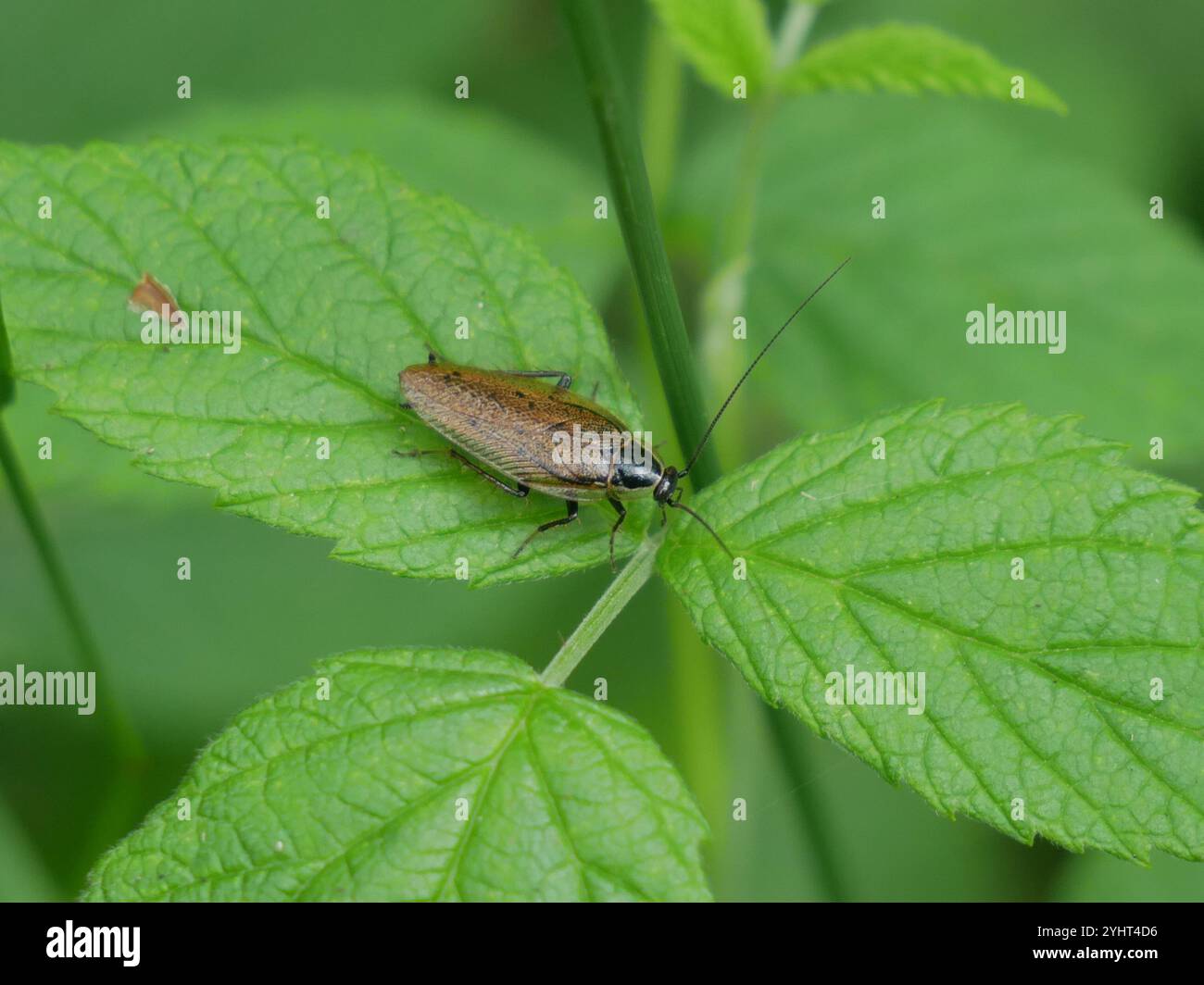 Forest Cockroach (Ectobius sylvestris Stock Photo - Alamy