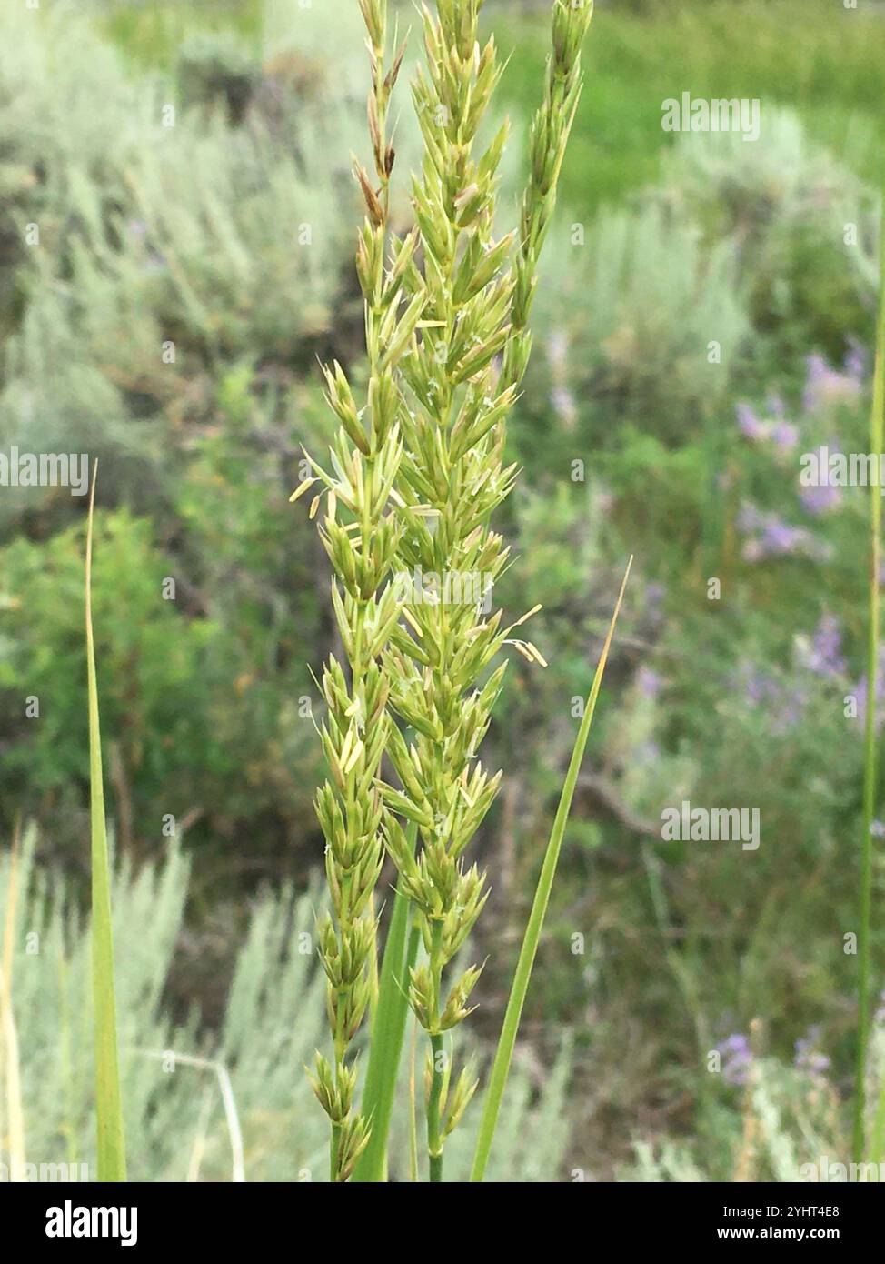 Great Basin Wildrye (Leymus cinereus Stock Photo - Alamy