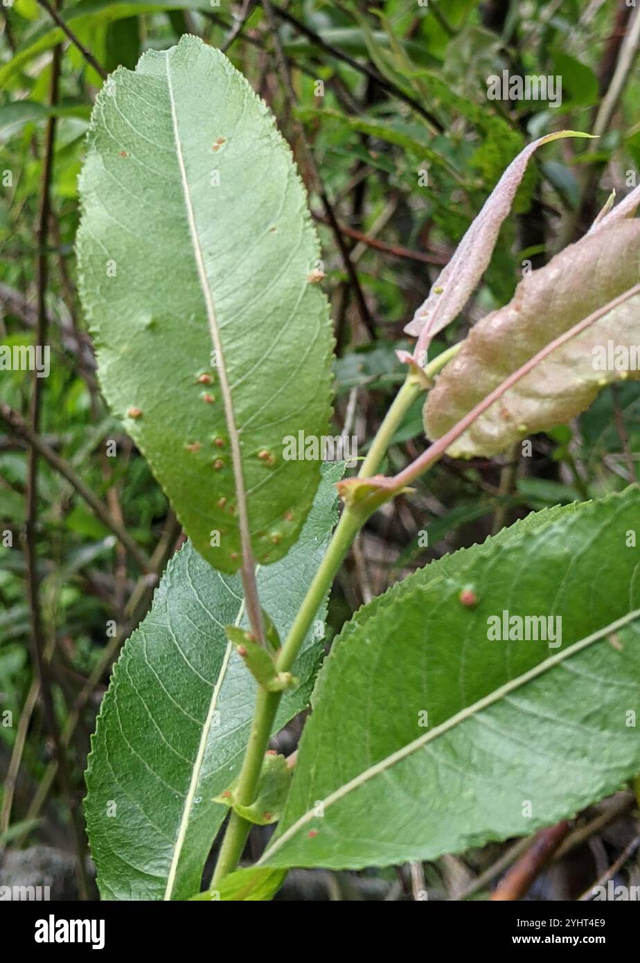 Willow Bead Gall Mite (Aculus tetanothrix Stock Photo - Alamy