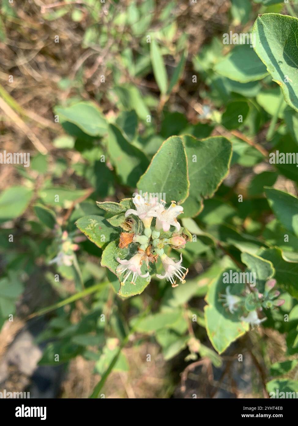 Western Snowberry (Symphoricarpos occidentalis Stock Photo - Alamy