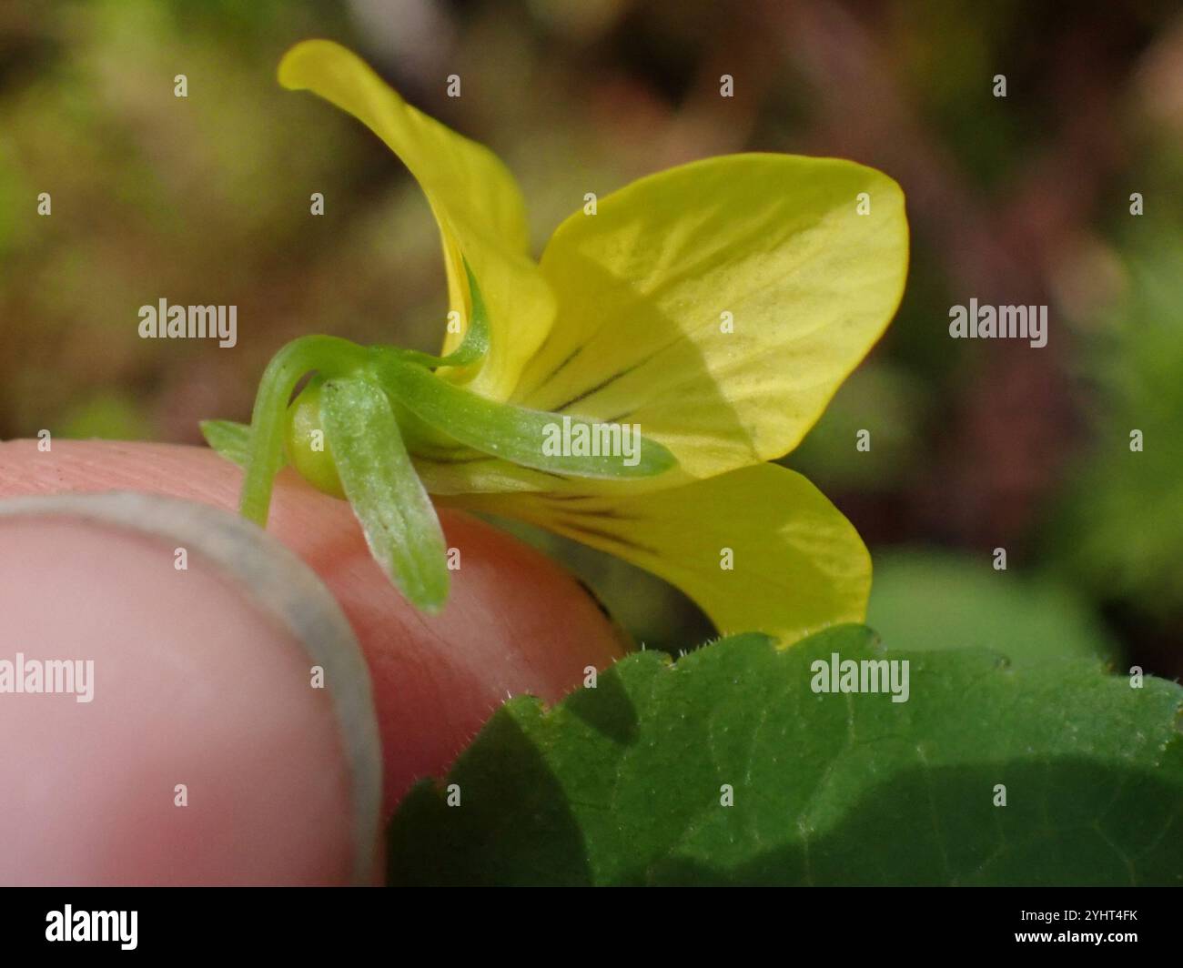 stream violet (Viola glabella Stock Photo - Alamy