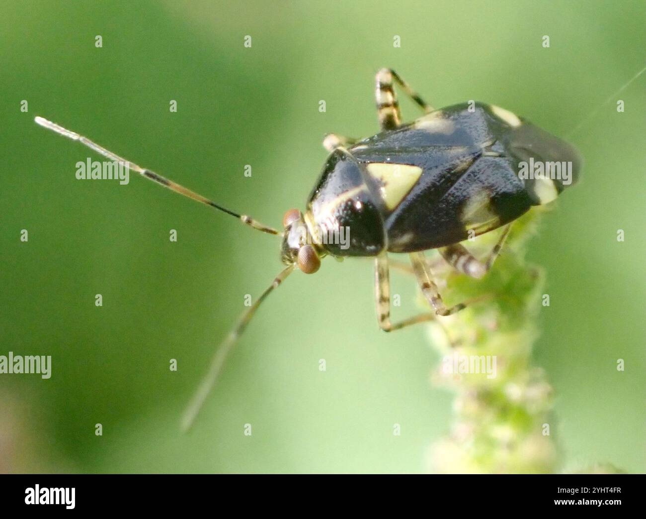 Three Spotted Nettle Bug (Liocoris tripustulatus Stock Photo - Alamy