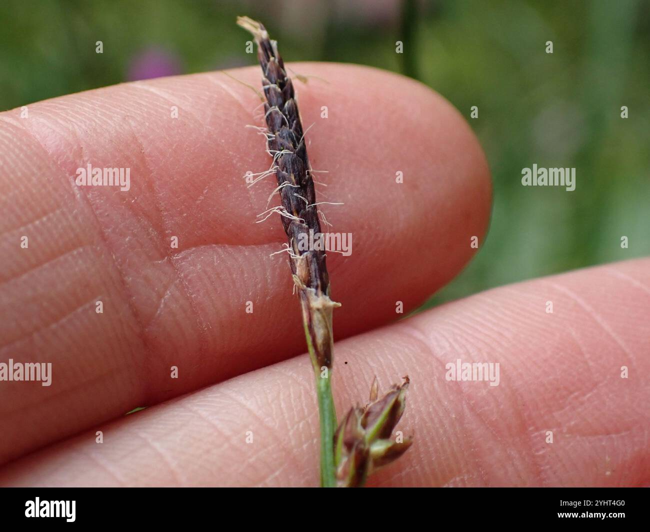 Long-stolon Sedge (Carex inops Stock Photo - Alamy