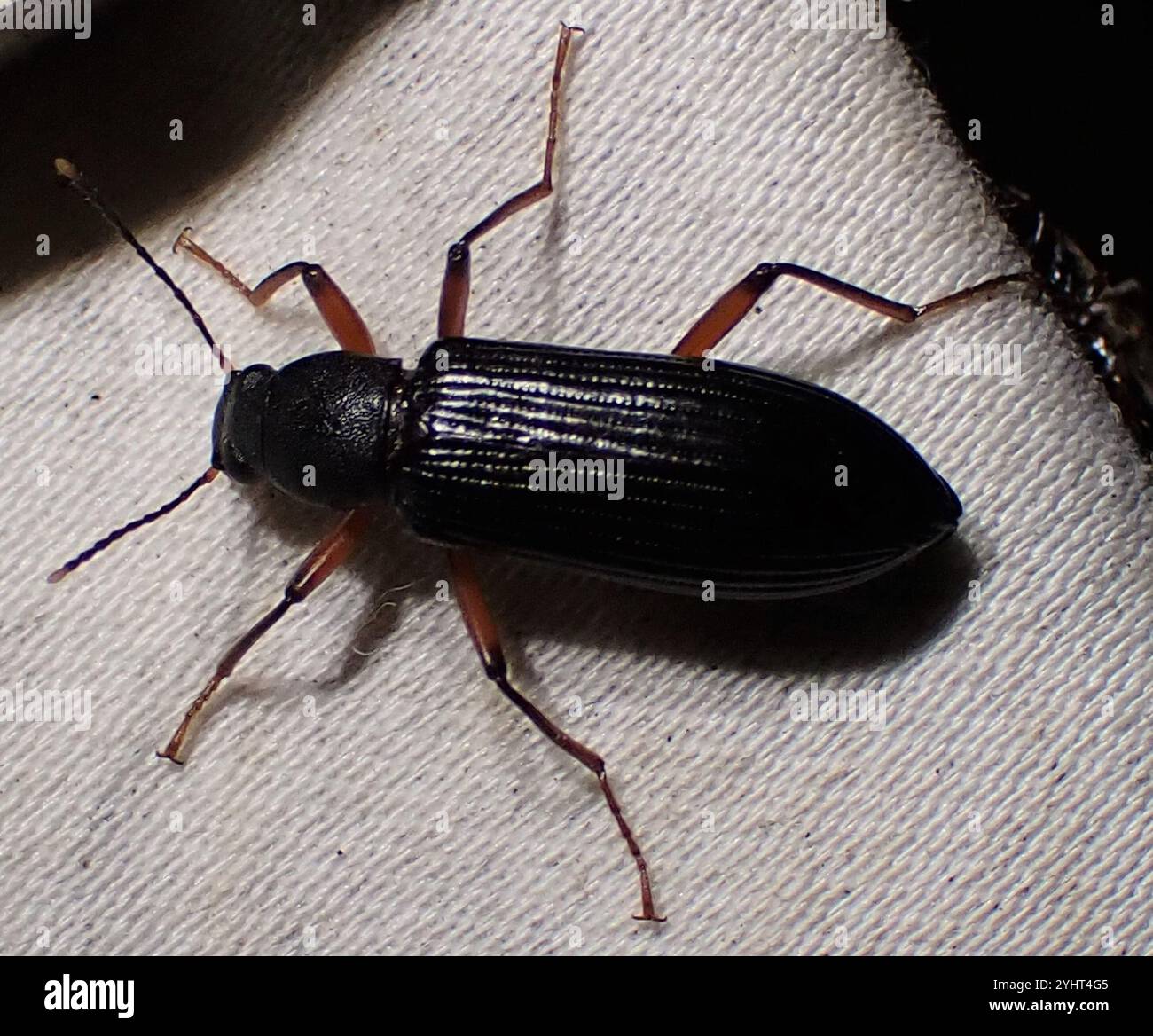 Strongylium hi-res stock photography and images - Alamy