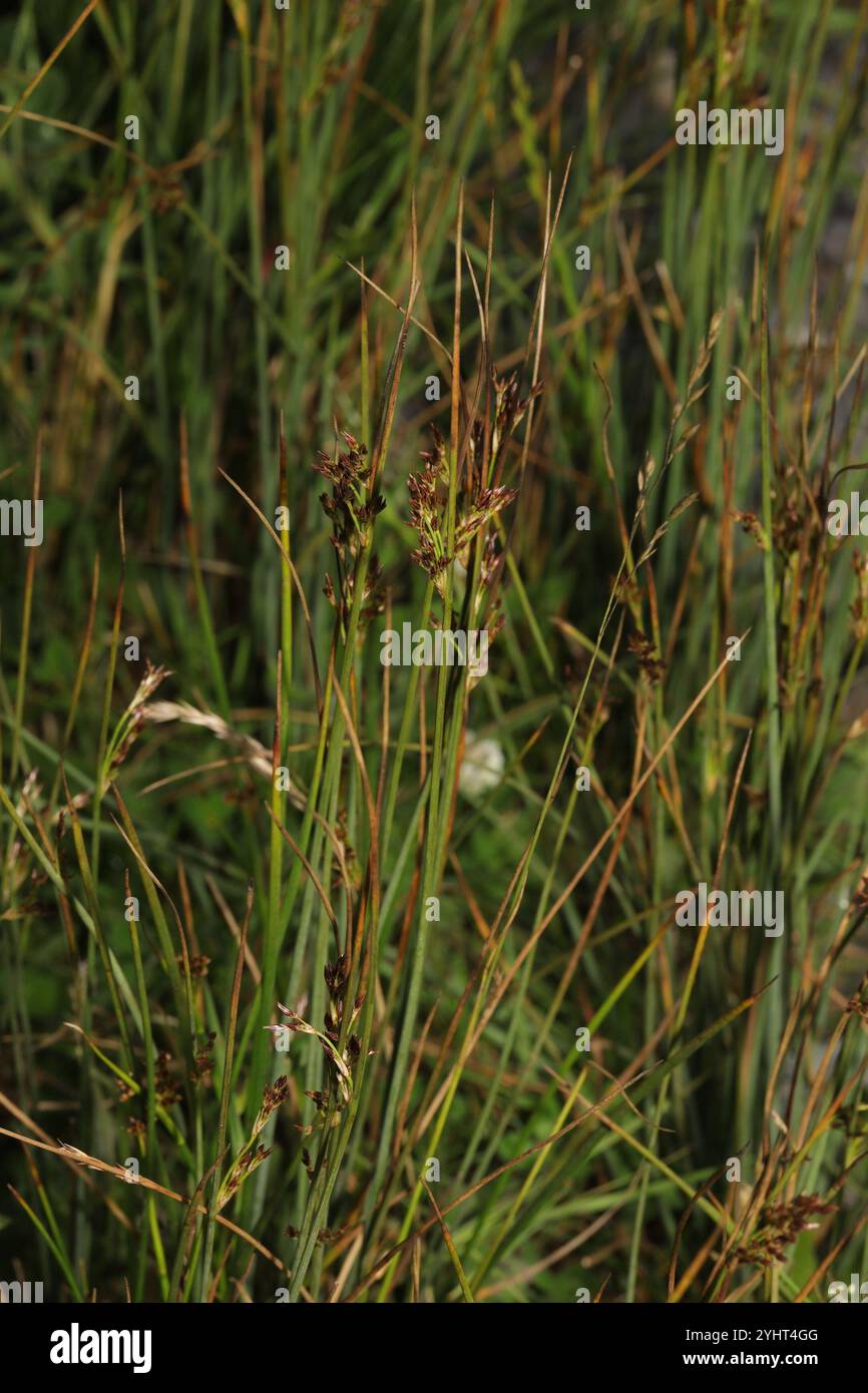 Hard Rush (Juncus inflexus Stock Photo - Alamy