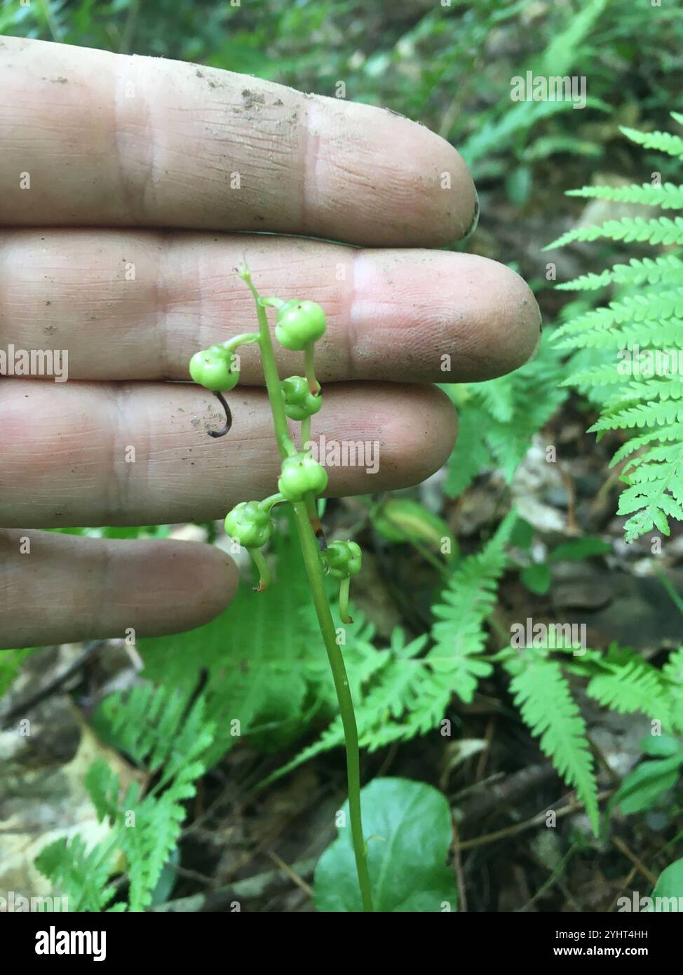 Pyrola elliptica hi-res stock photography and images - Alamy