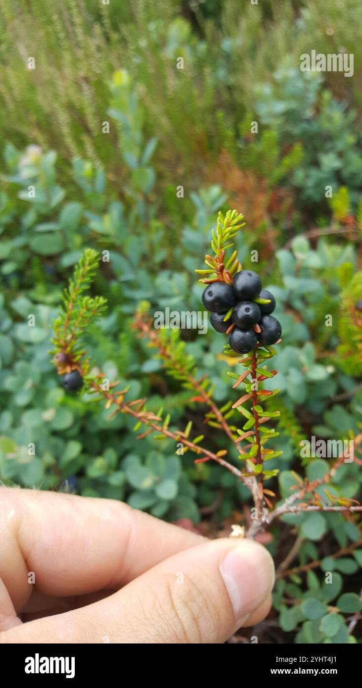 black crowberry (Empetrum nigrum Stock Photo - Alamy