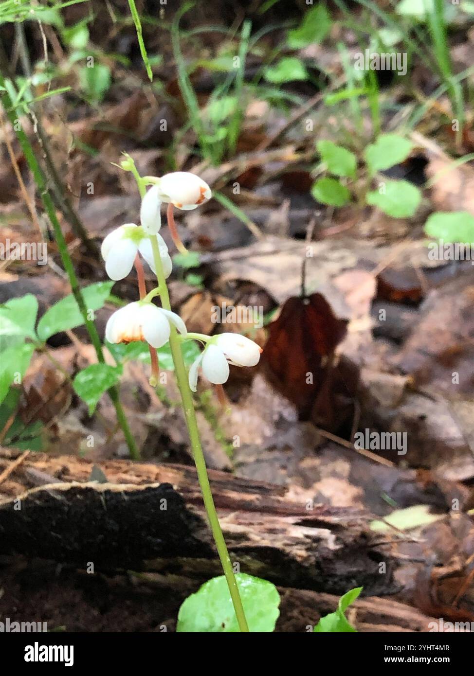 Pyrola elliptica hi-res stock photography and images - Alamy