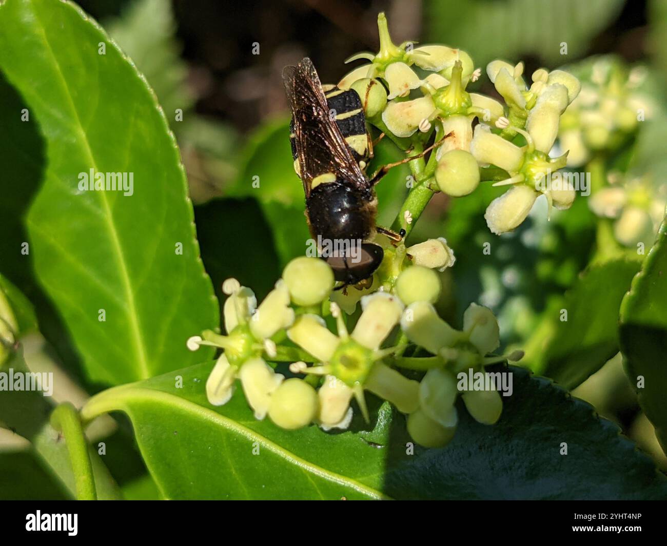 Stratiomys hi-res stock photography and images - Alamy