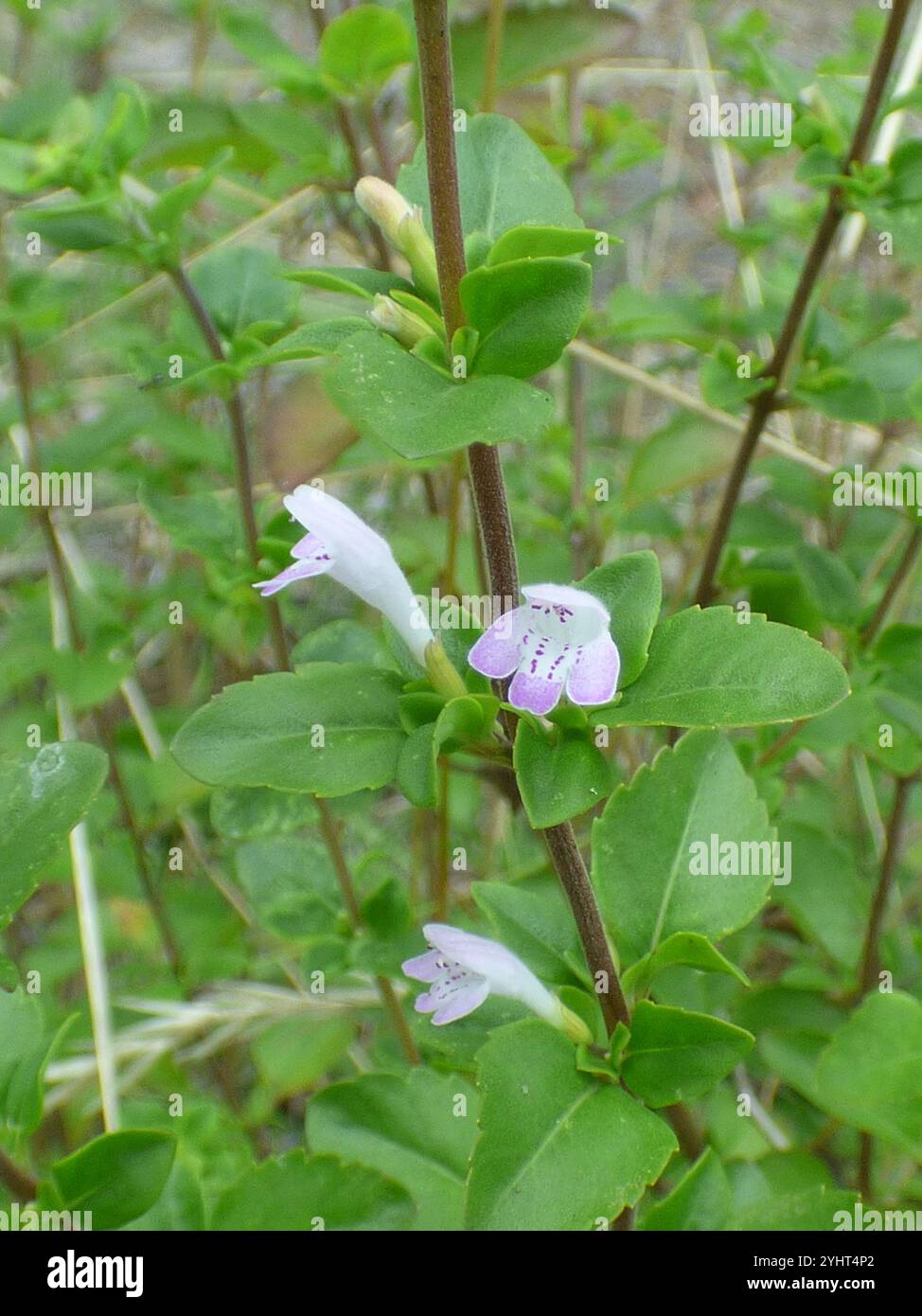 Georgia calamint (Clinopodium carolinianum Stock Photo - Alamy