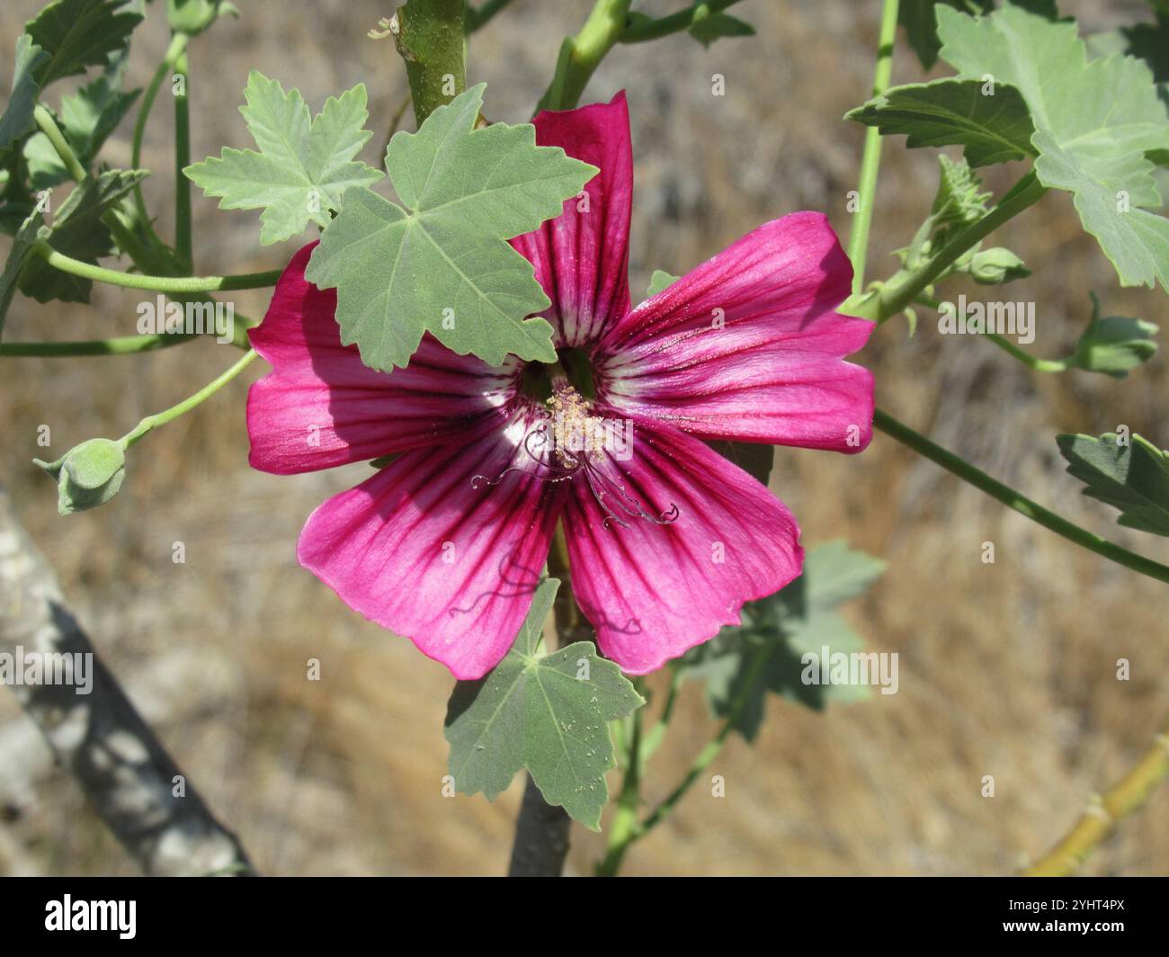 Island Mallow (Malva assurgentiflora Stock Photo - Alamy