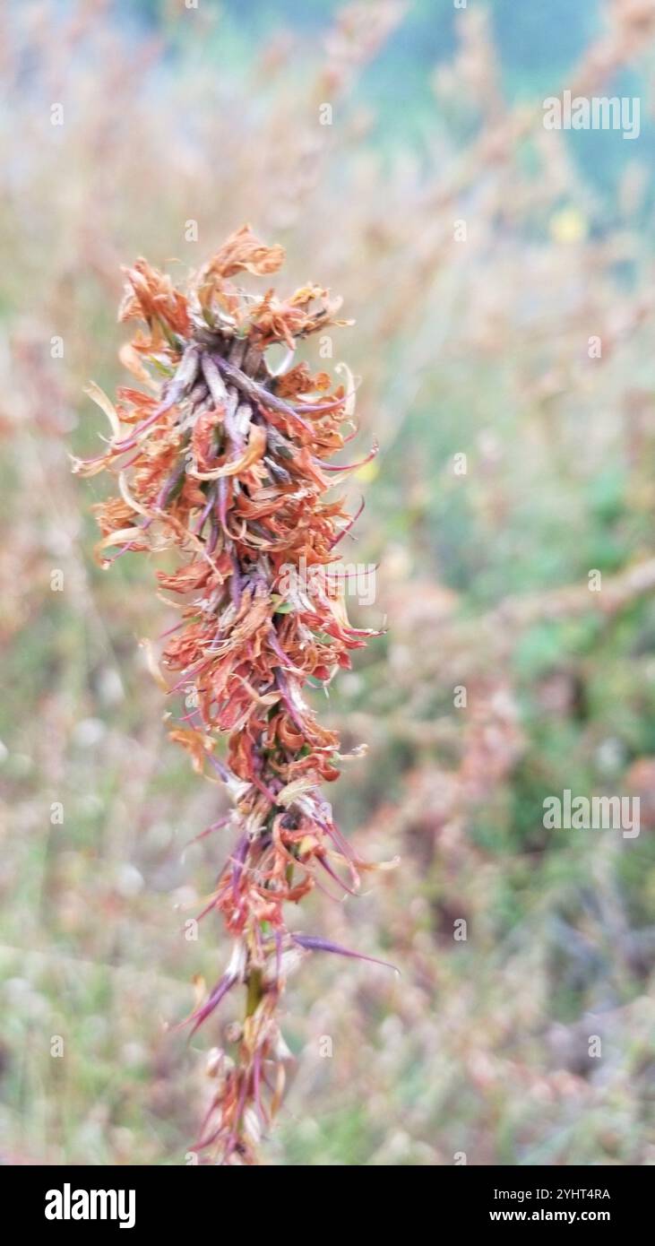 California dodder hi-res stock photography and images - Alamy