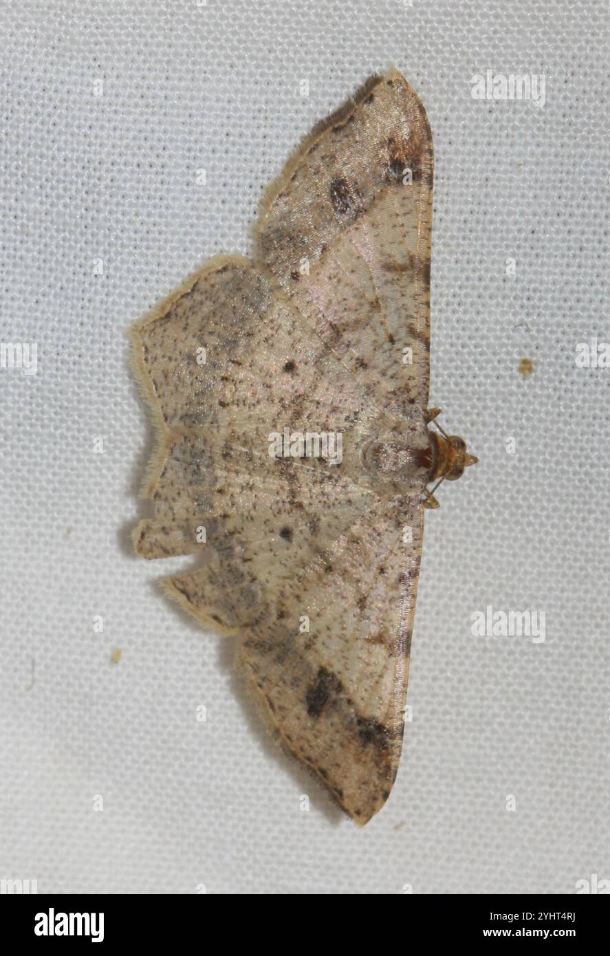 Dot-lined Angle (Psamatodes abydata Stock Photo - Alamy