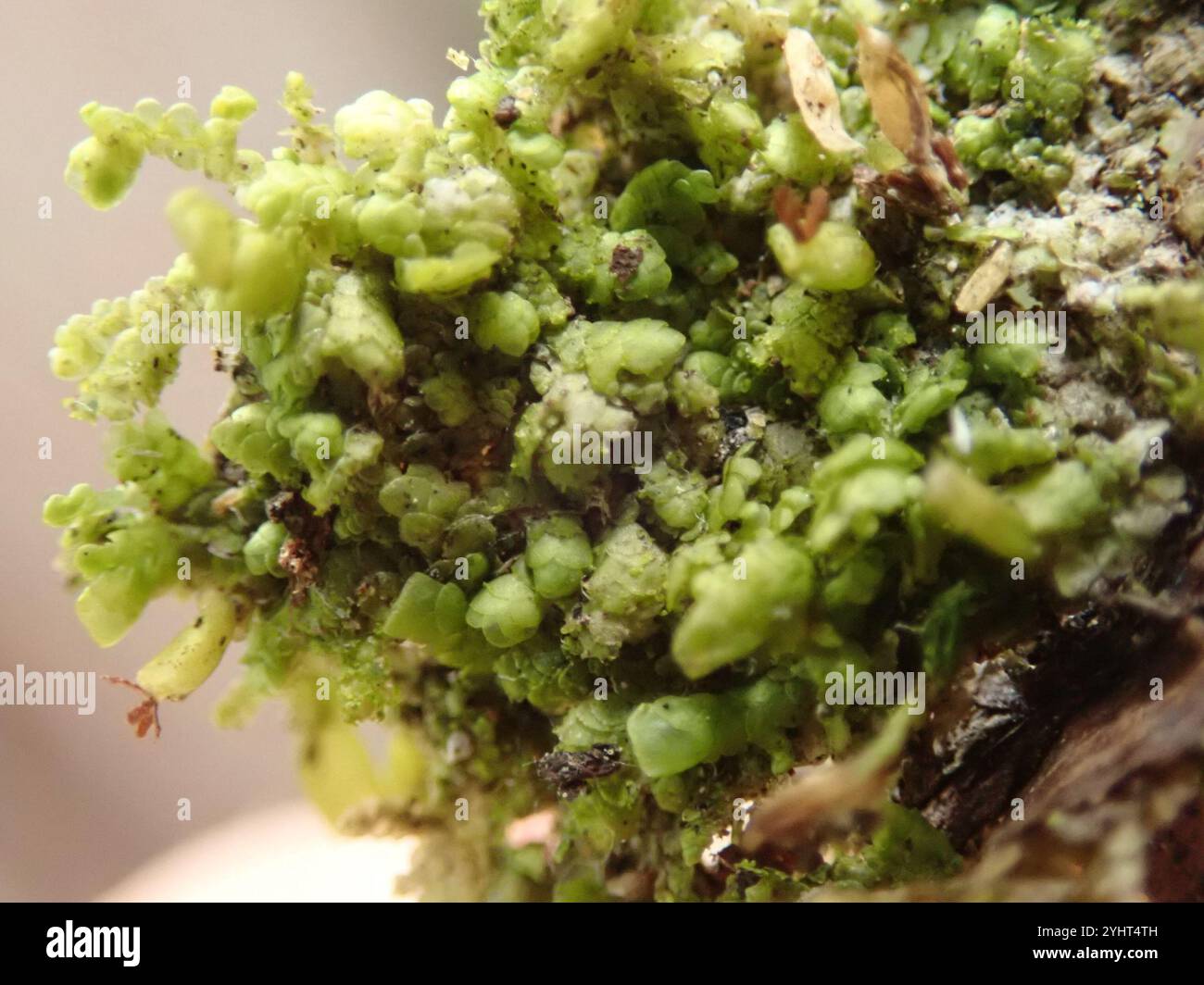 Flat-leaved Scalewort (Radula complanata Stock Photo - Alamy