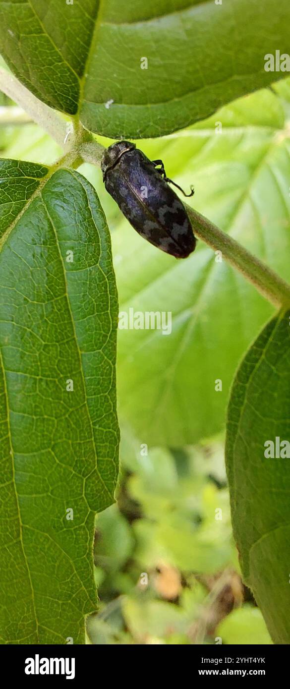 Coraebus hi-res stock photography and images - Alamy