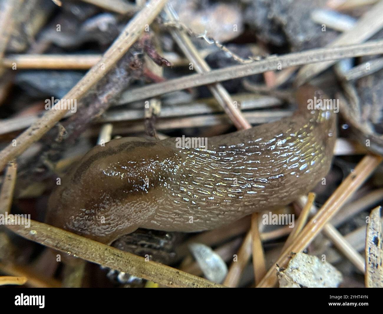Threeband Slugs (Ambigolimax Stock Photo - Alamy