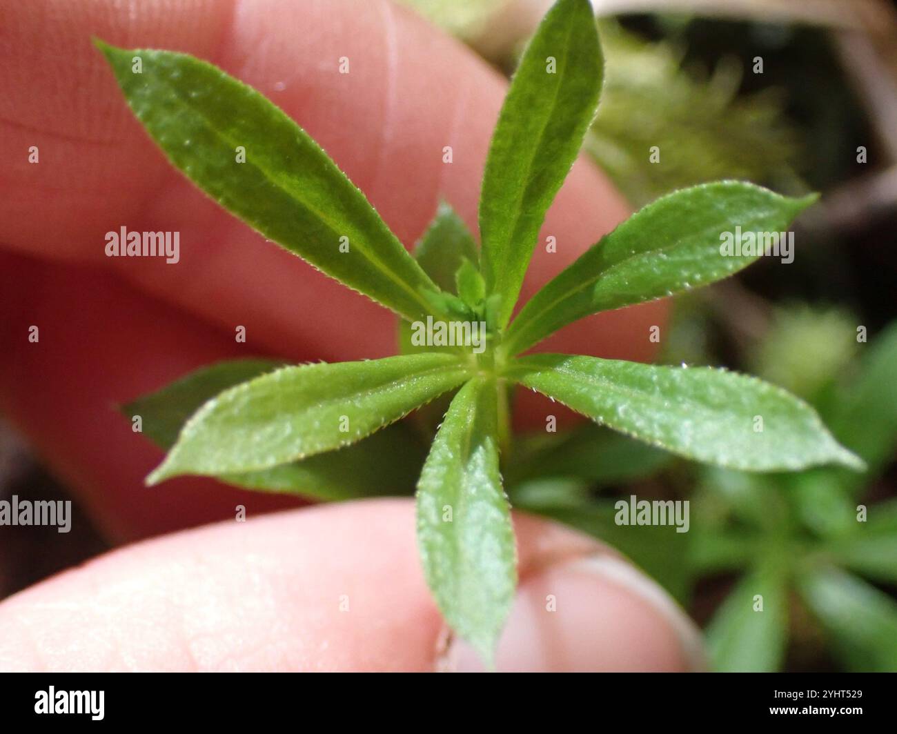fragrant bedstraw (Galium triflorum Stock Photo - Alamy