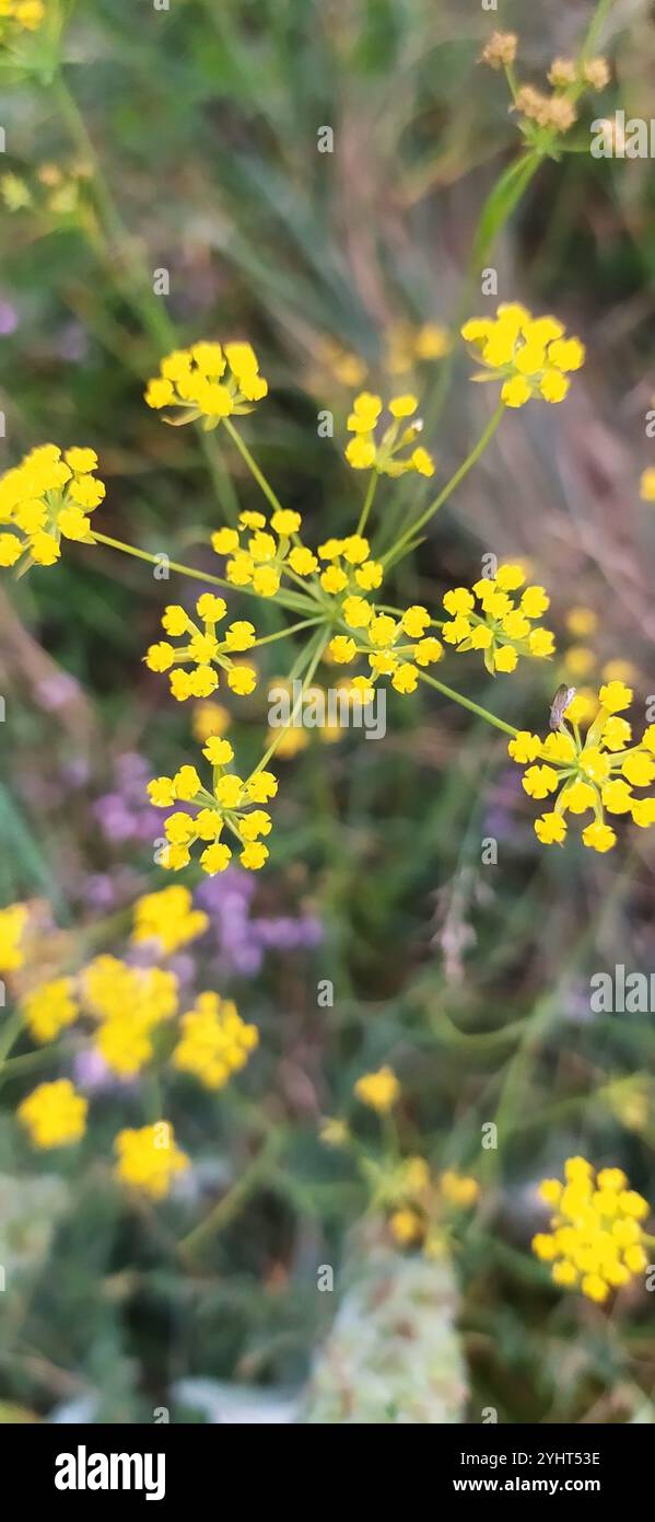 Sickle-leaved Hare's-ear (Bupleurum falcatum Stock Photo - Alamy