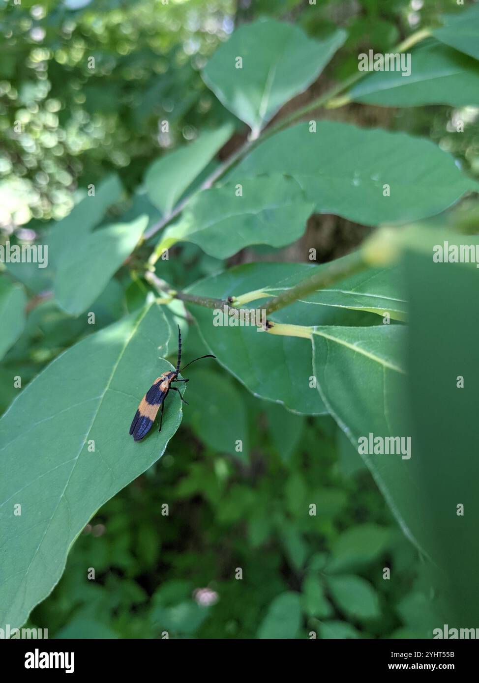 Reticulated net winged beetle hi-res stock photography and images - Alamy