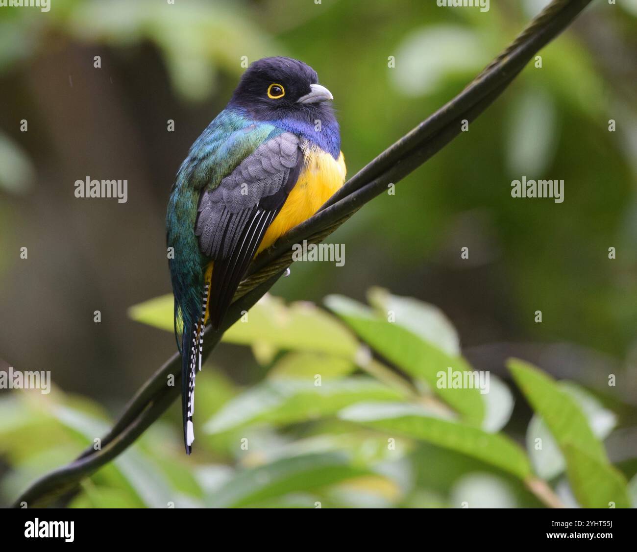 Gartered trogon trogon caligatus hi-res stock photography and images ...