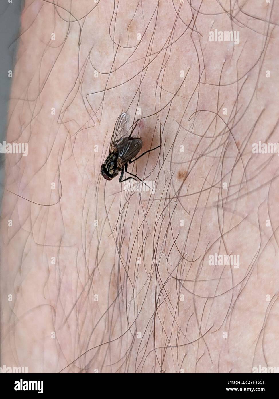 Common House Fly (Musca domestica Stock Photo - Alamy