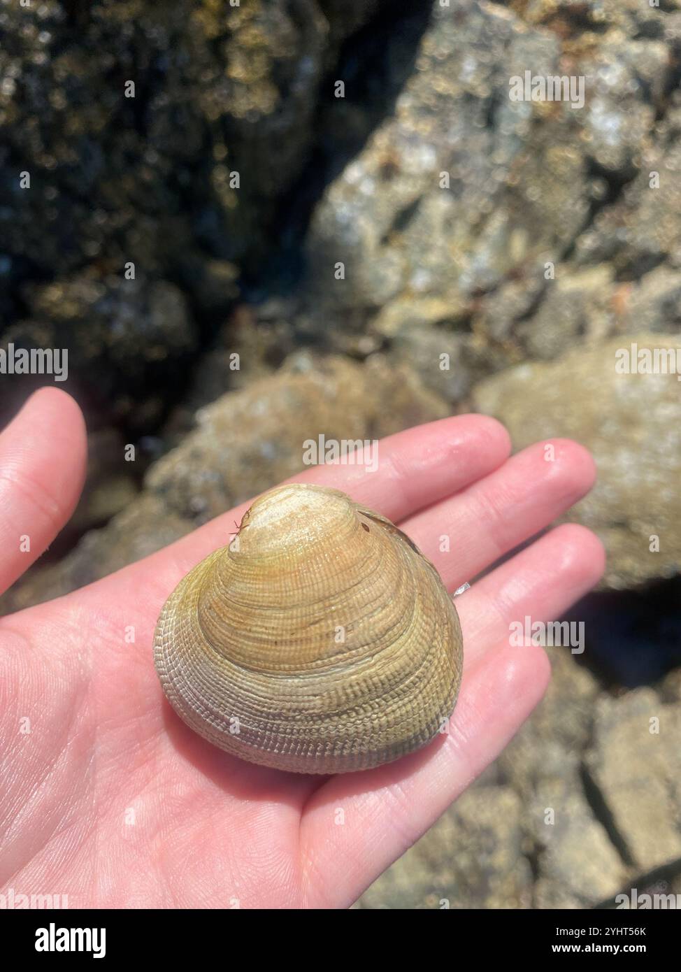 Pacific Littleneck Clam (Leukoma staminea Stock Photo - Alamy
