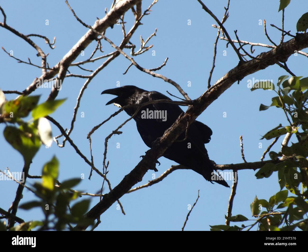 Common Raven (Corvus corax Stock Photo - Alamy