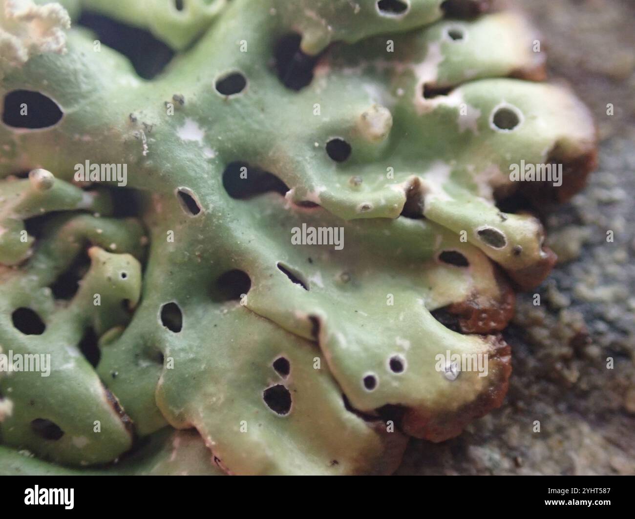 Tree Flute Lichen (Menegazzia subsimilis Stock Photo - Alamy