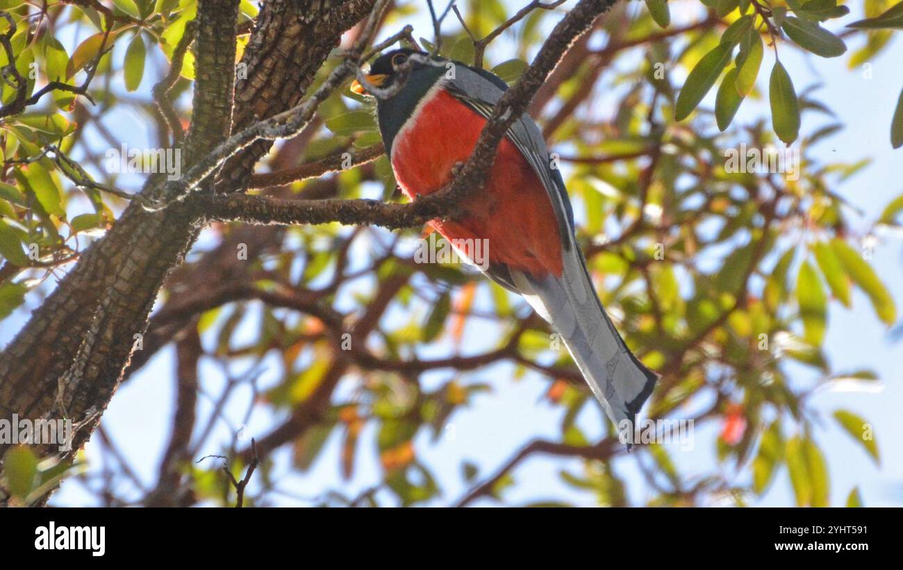 Elegant Trogon (Trogon elegans Stock Photo - Alamy